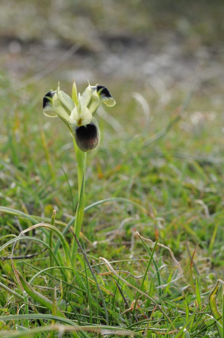 Iris_tuberosa – S.E.M.O. vzw : Studiegroep Europese en Mediterrane ...