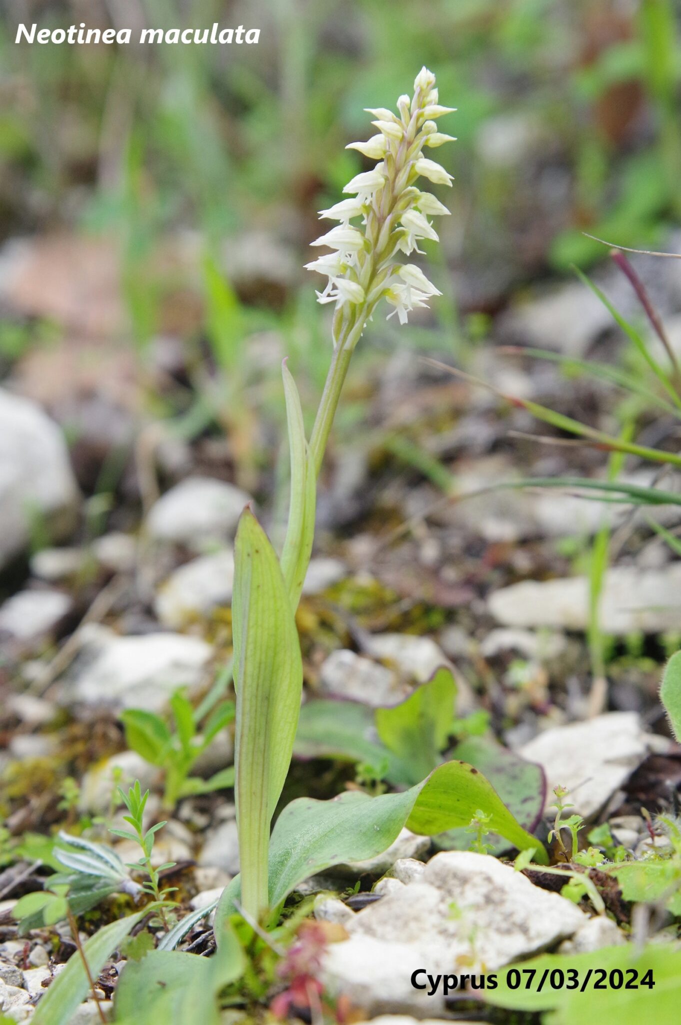 Neotinea-maculata-07032024-2 – kopie – S.E.M.O. vzw : Studiegroep Europese en Mediterrane ...